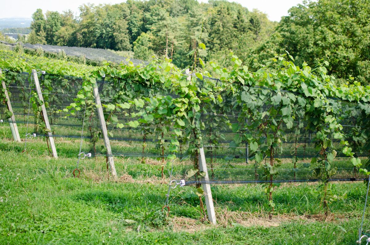 FruitSecurity® - Weinbau-Produkte Falk