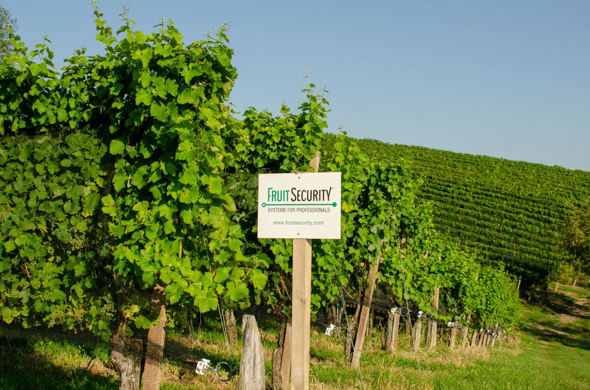 FruitSecurity® - Weinbau-Produkte Falk